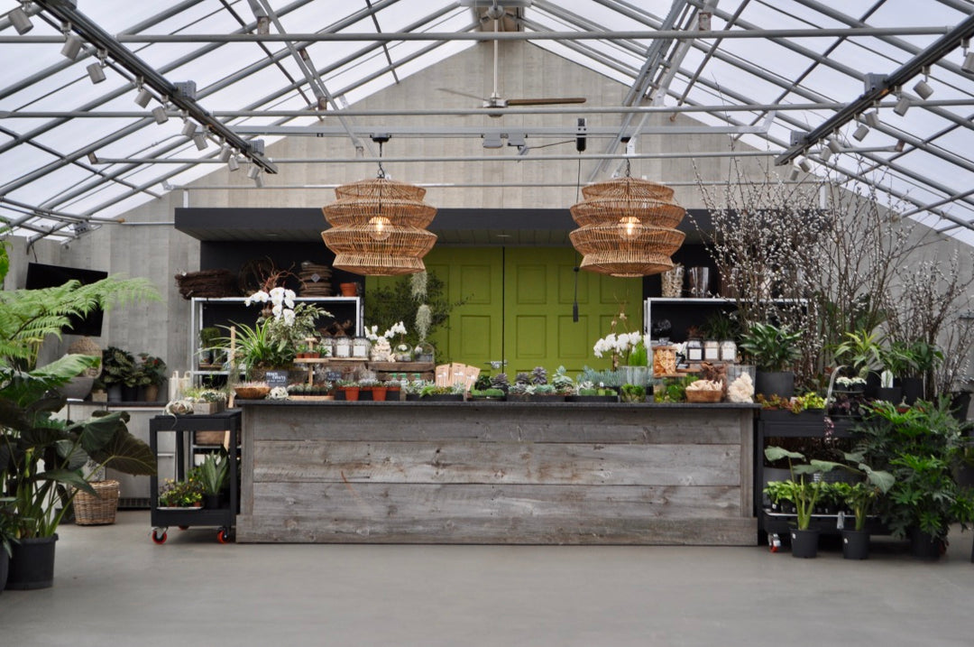 Shop our Houseplants | Fairfield CT – Outdoor Design & Living Store